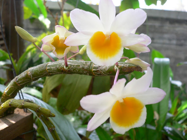 Dendrobium | Project Noah