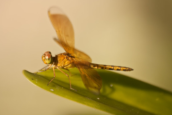 dragonfly | Project Noah