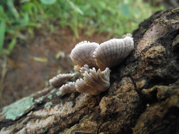 Split gill fungus | Project Noah
