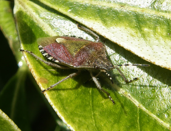 Sloe bug | Project Noah