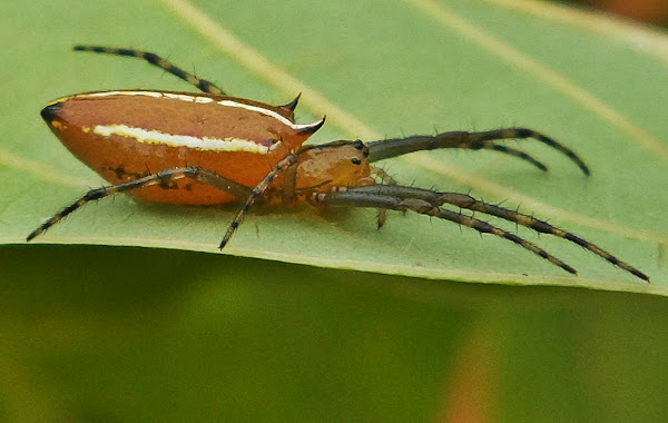 Orb weaver | Project Noah