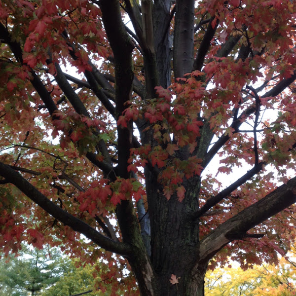 Sugar Maple | Project Noah