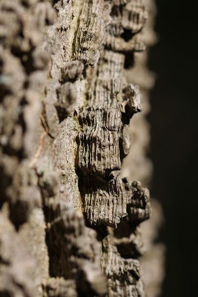 Northern Hackberry | Project Noah