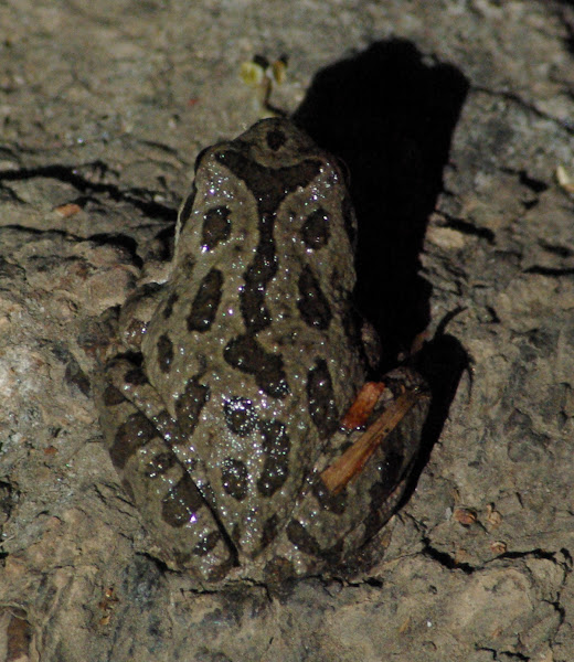 Pacific Tree Frog | Project Noah