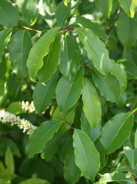 Virginia Willow | Project Noah