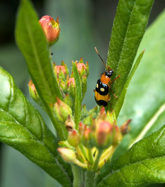 Skeletonizing Leaf Beetle | Project Noah