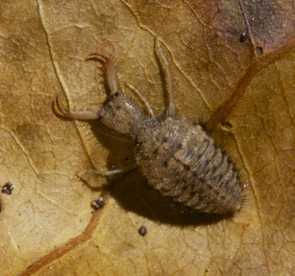 Antlion Larva | Project Noah