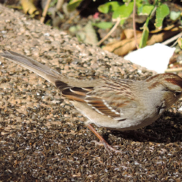 White-crowned Sparrow immature | Project Noah