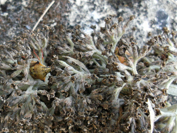 Sloe bug | Project Noah