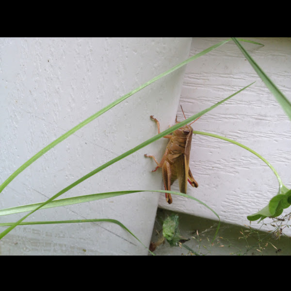 Grasshopper | Project Noah