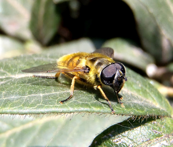 Mosca/abeja, drone fly | Project Noah
