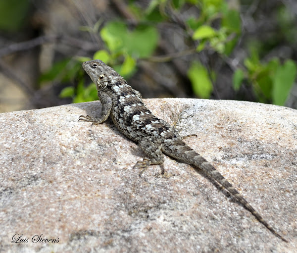 Texas spiny lizard | Project Noah