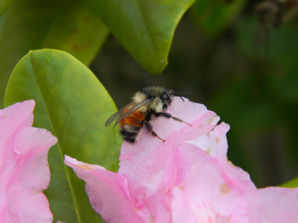 Two Form Bumble Bee | Project Noah