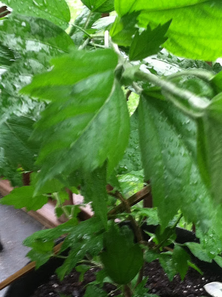 plants | Project Noah