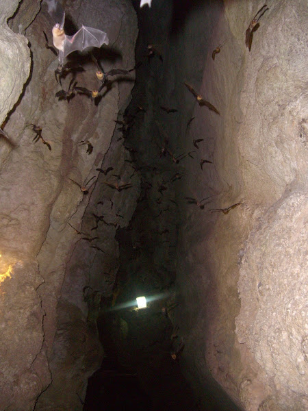 Cuban evening bat | Project Noah