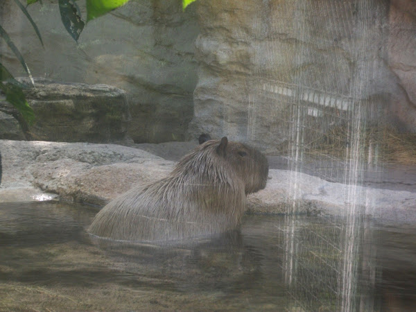 Capybara | Project Noah