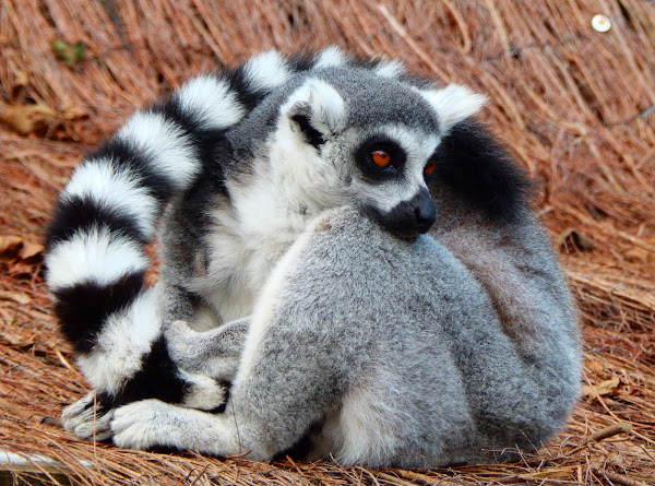 Ring-tailed lemur | Project Noah