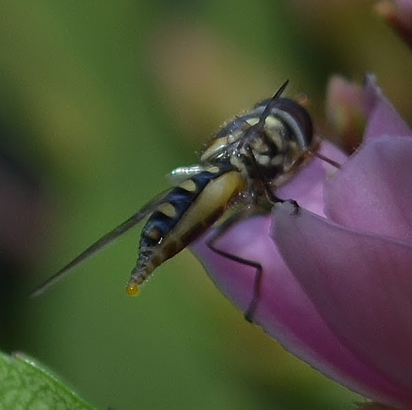 Hoverfly | Project Noah