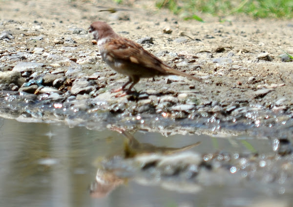 Eurasian Tree Sparrow | Project Noah