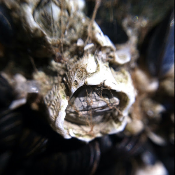 Barnacles | Project Noah