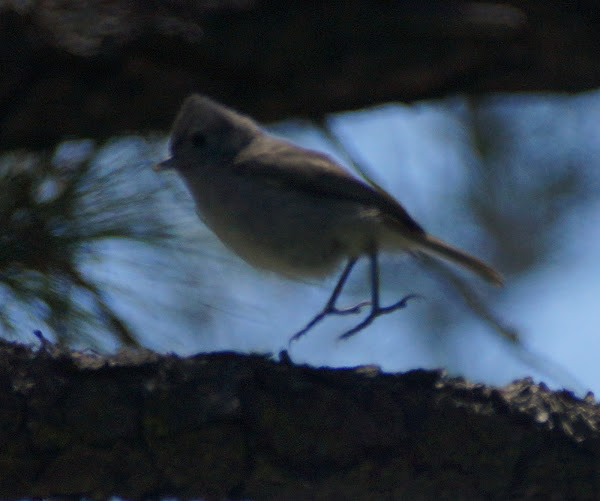 Oak Titmouse | Project Noah