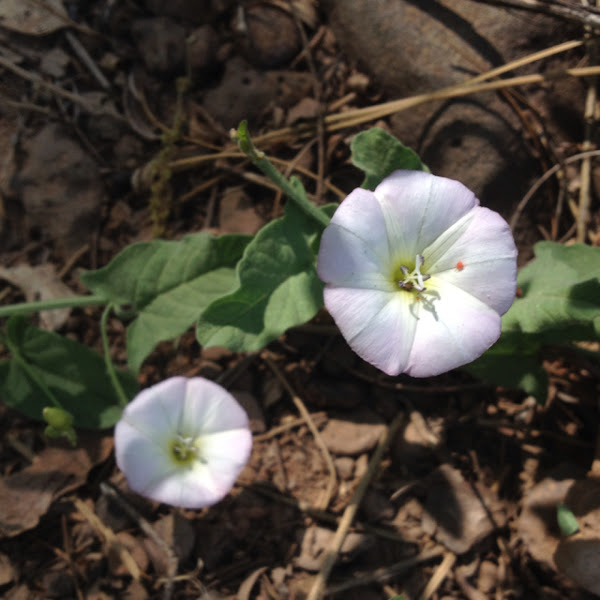 Field Bindweed | Project Noah