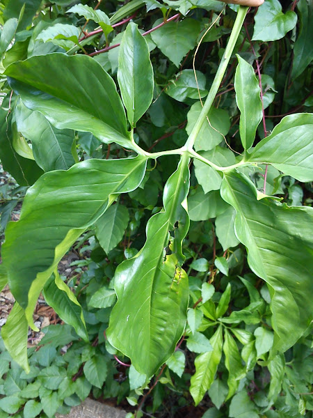 Arrowhead Plant | Project Noah