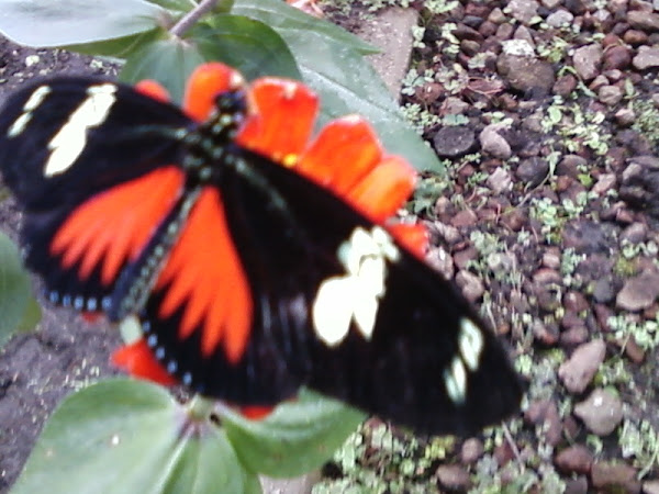 Doris Longwing | Project Noah