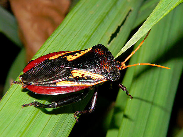 giant shield bug | Project Noah
