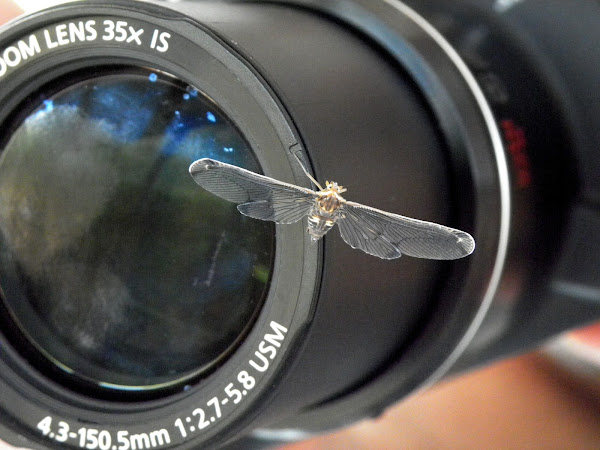 derbid Hopper | Project Noah