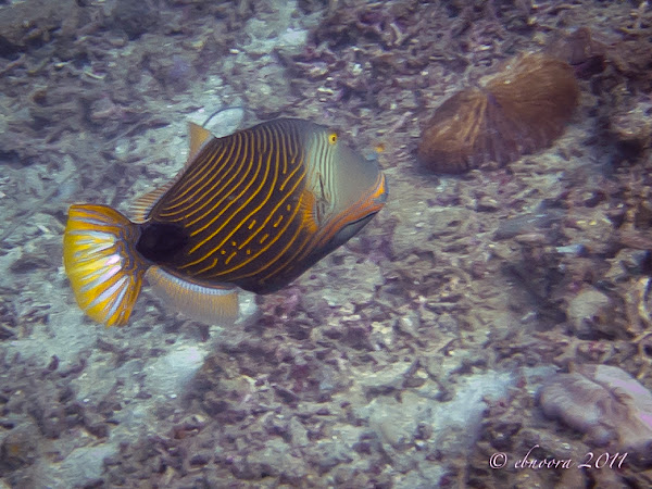 Orange-lined Triggerfish | Project Noah
