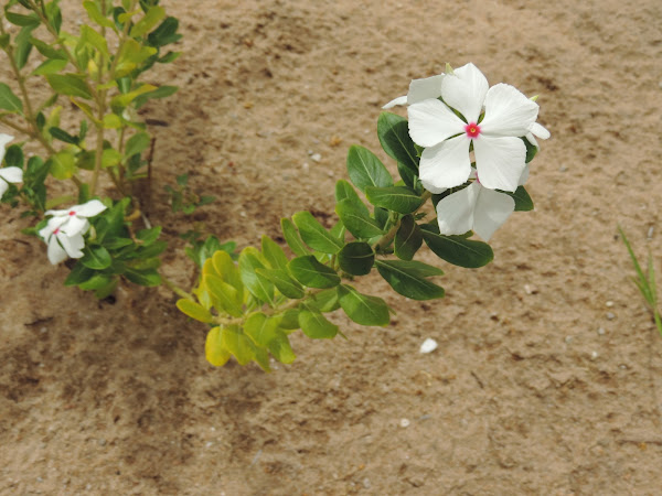 Madagascar periwinkle | Project Noah