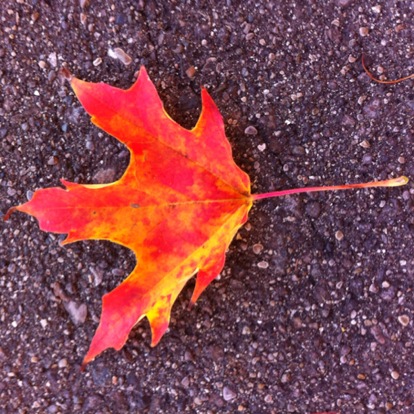 Sugar Maple | Project Noah