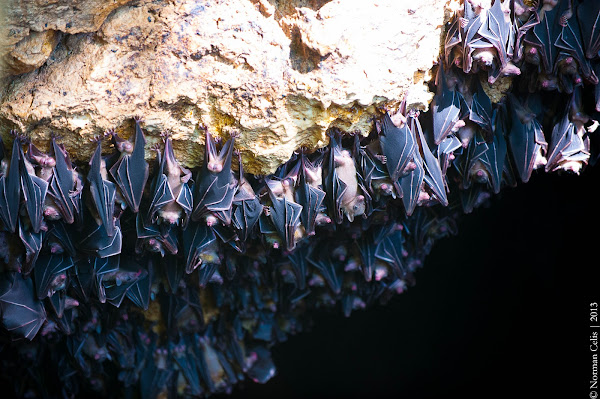 Fruit Bats | Project Noah