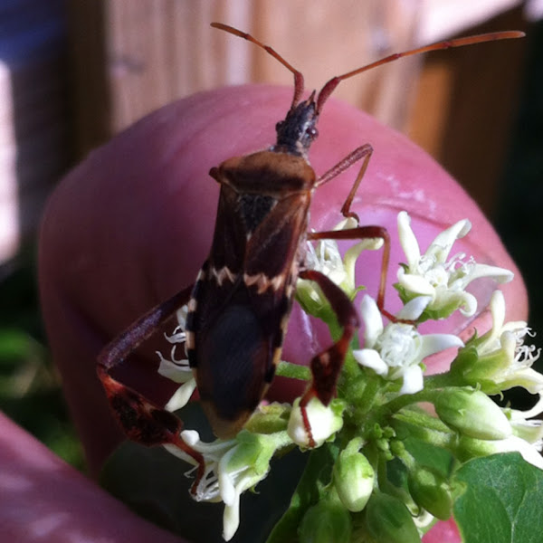 Eastern leaf footed bug | Project Noah