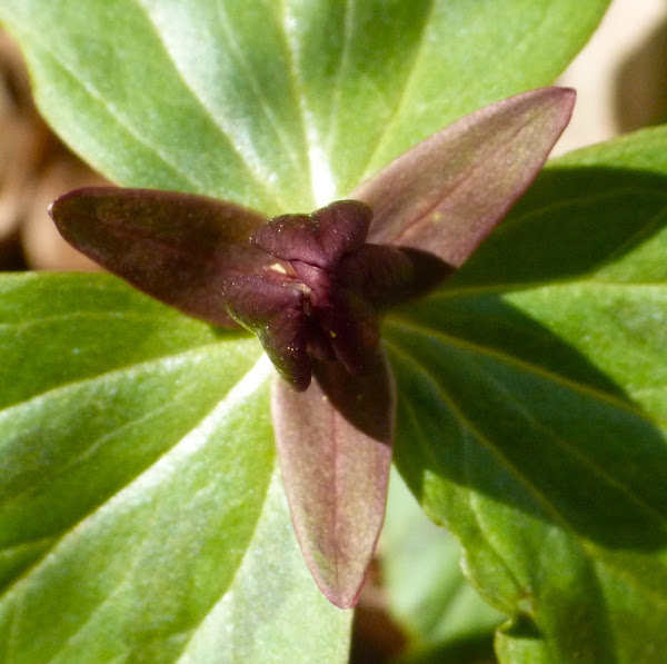 Stinking Benjamin | Project Noah