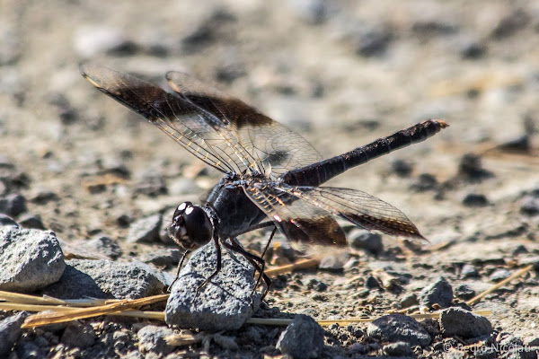 Northern Banded Groundling | Project Noah
