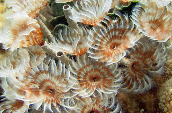 Feather Duster Worm | Project Noah