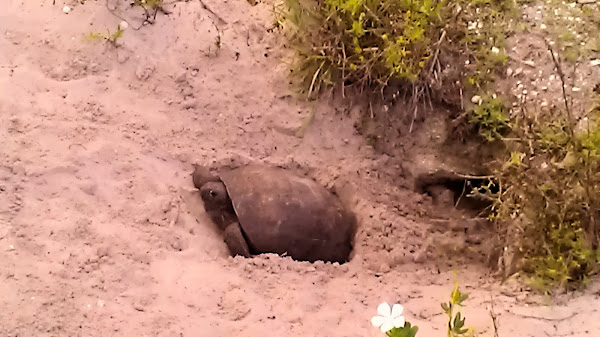 Gopher tortoises | Project Noah