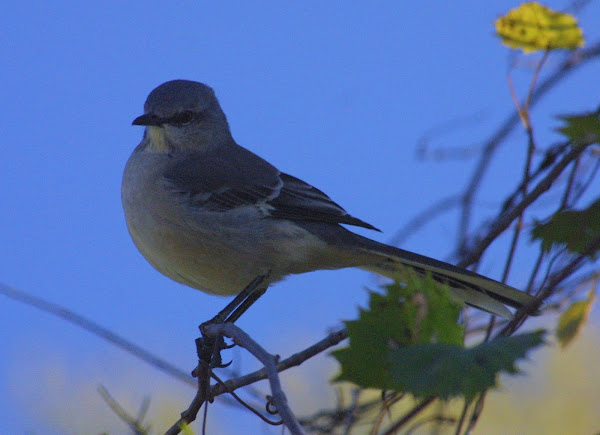 Northern Mockingbird | Project Noah