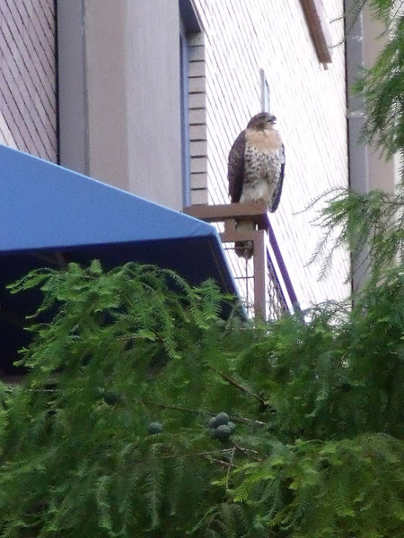Red Tailed Hawk | Project Noah
