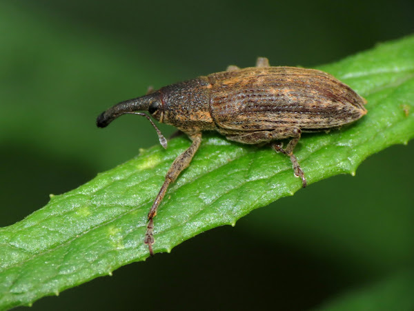 Weevil | Project Noah