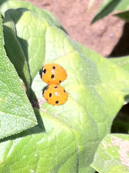 Seven-Spotted Ladybug pair | Project Noah