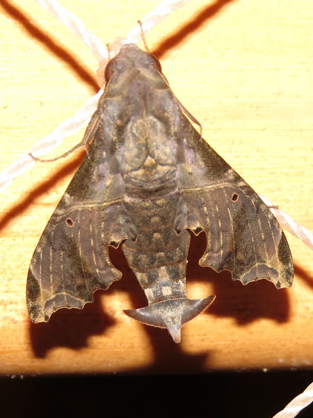 Mournful Sphinx | Project Noah