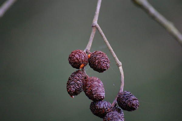 European Alder cones | Project Noah