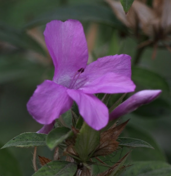 Striped Philippine Violet | Project Noah