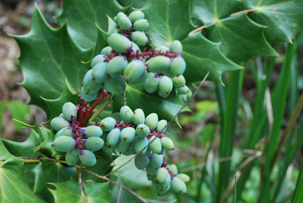 Oregon Grape | Project Noah