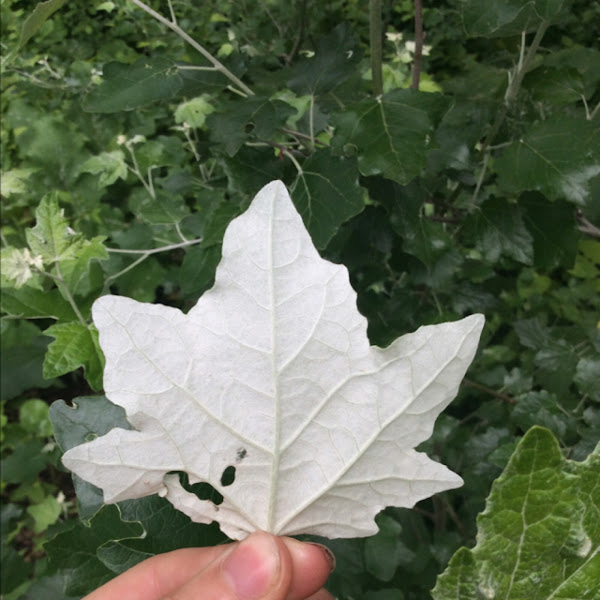 White Poplar | Project Noah