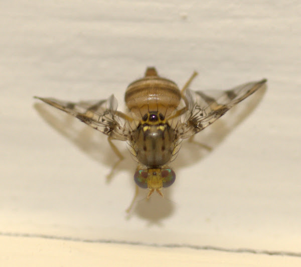 Natal Fruit Fly | Project Noah