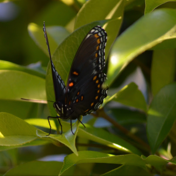 Red-spotted Purple | Project Noah
